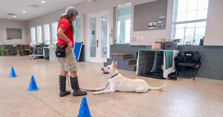 From Shelter to Service Dog: K9s For Warriors