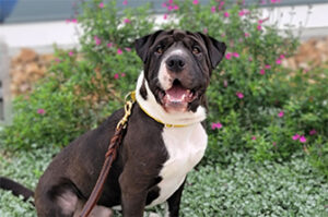 Adoptable Dogs