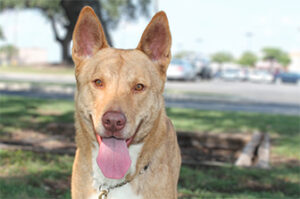 Adoptable Dogs