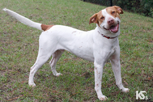 Adoptable Dogs