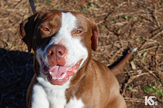 Adoptable Dogs