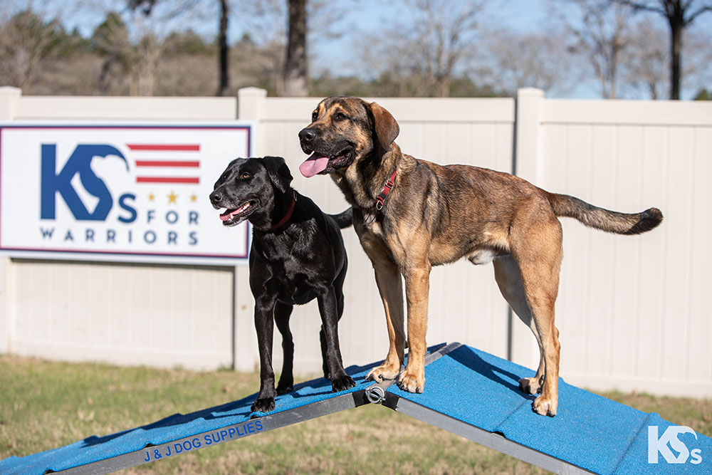 Adoptable Dogs