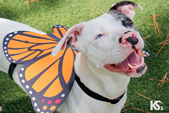 Adoptable Dogs