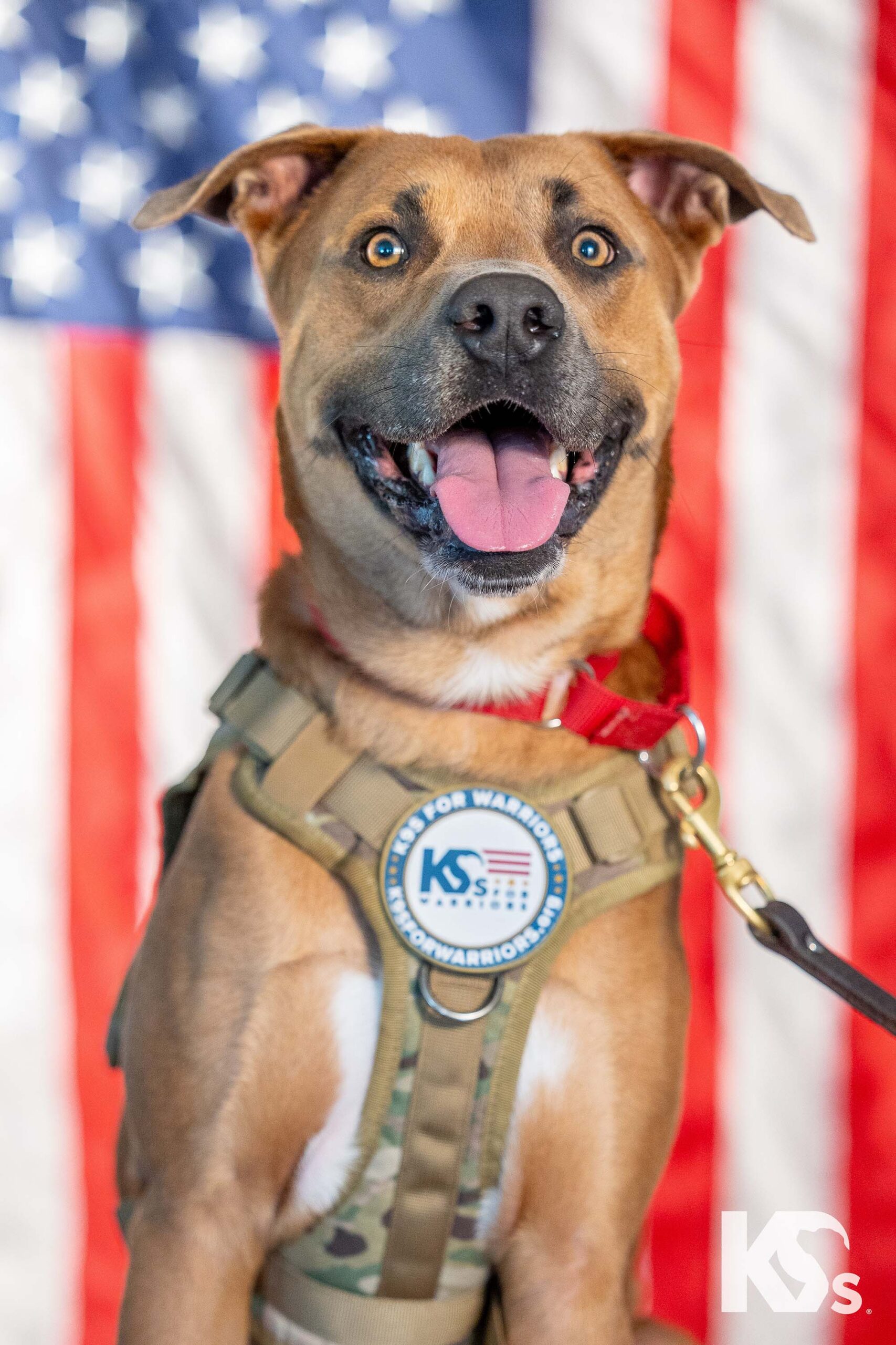 Rocky For President - K9s For Warriors - Service Dogs For Veterans