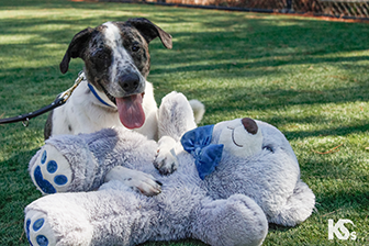 Adoptable Dogs