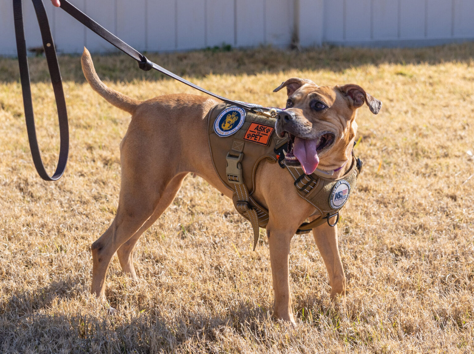 Puppies With A Purpose: The K9s For Warriors Foster Program