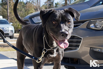 Adoptable Dogs
