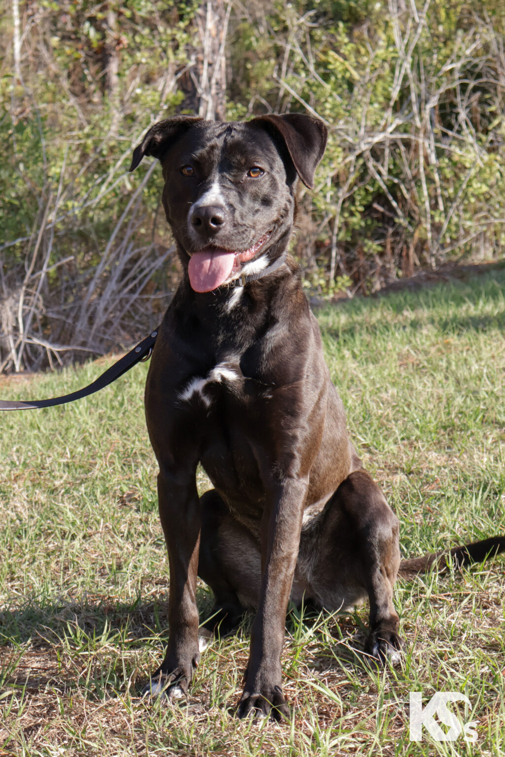 Adoptable Dogs